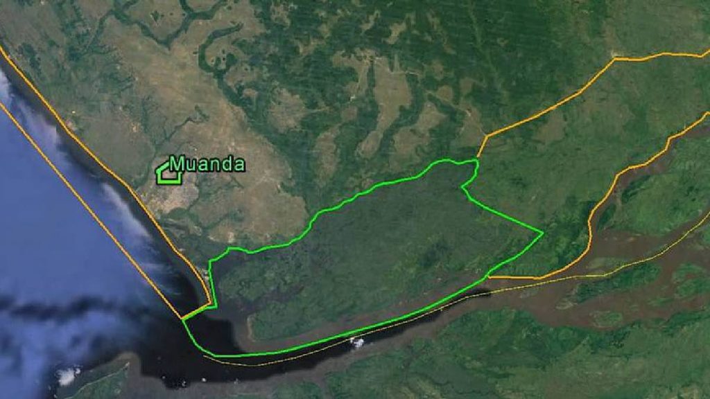 Mangrove en RDC : une faune surprenante, flore insolite et un potentiel ...