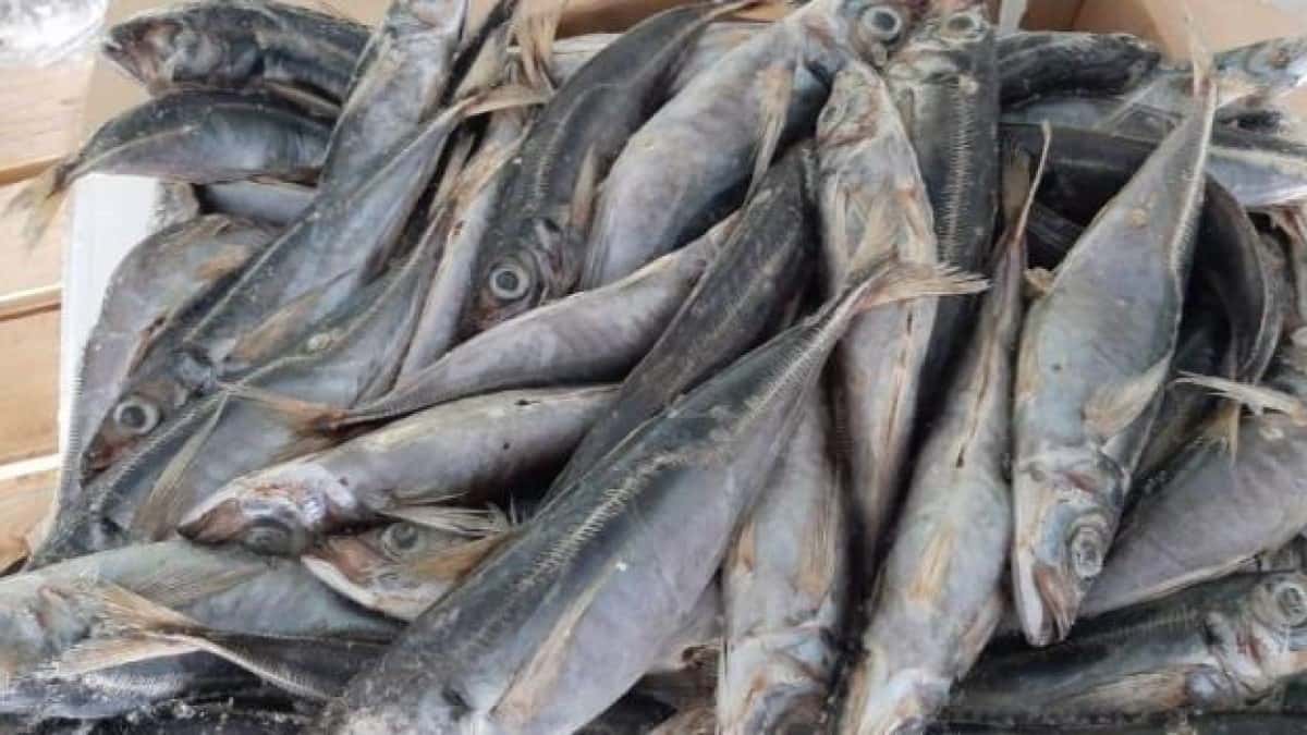 La RDC a jusqu'au 31 décembre 2021 pour pêcher 27 300 tonnes de poisson ...