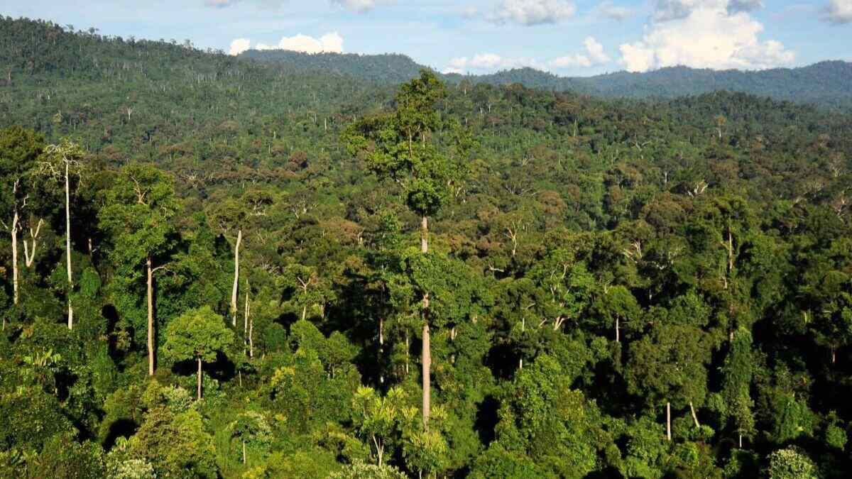 Lutte contre le changement climatique en RDC : Adoption d'un nouveau cadre légal pour la gestion ...